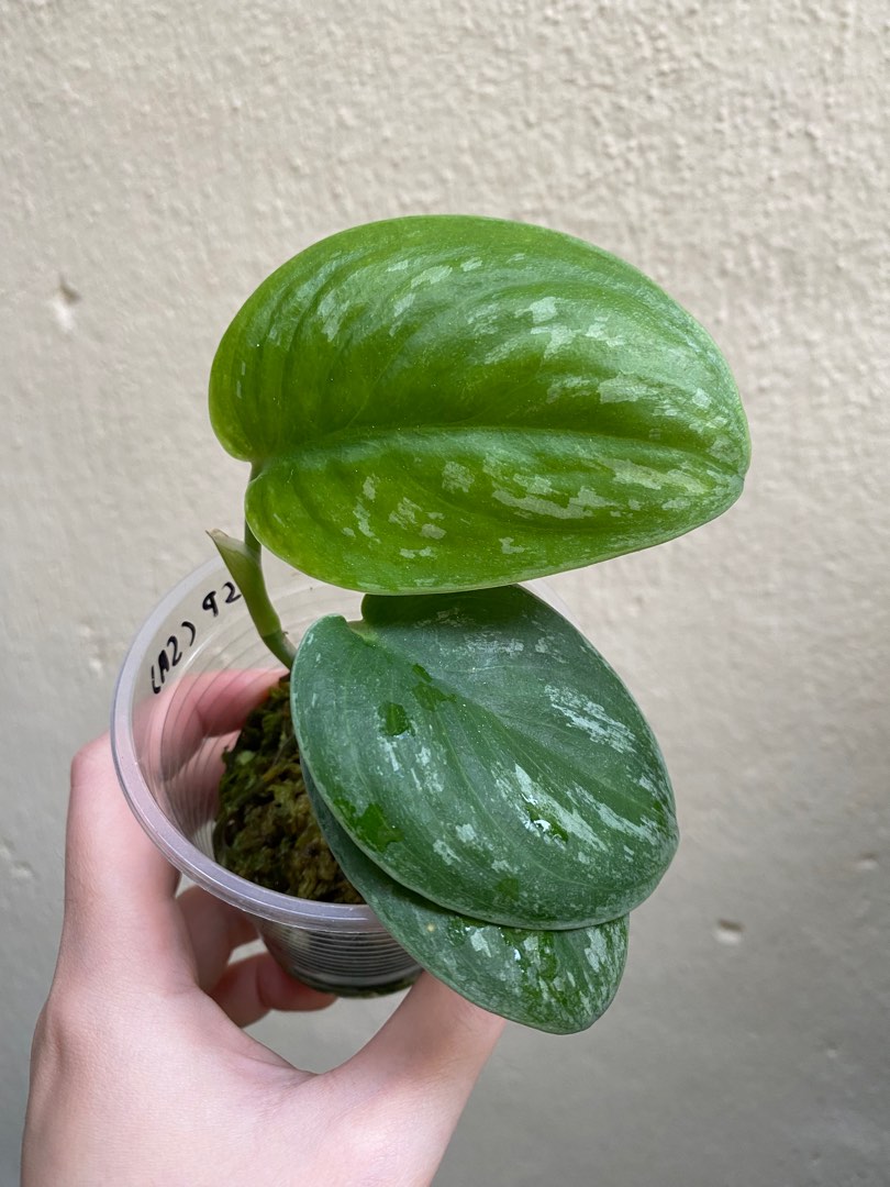 Scindapsus SP, Furniture & Home Living, Gardening, Plants & Seeds on ...