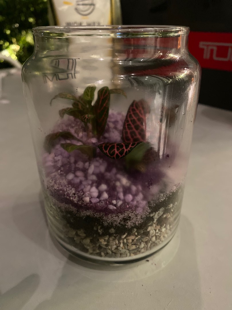 Terrarium (Real plant), Furniture & Home Living, Home Decor, Artificial ...