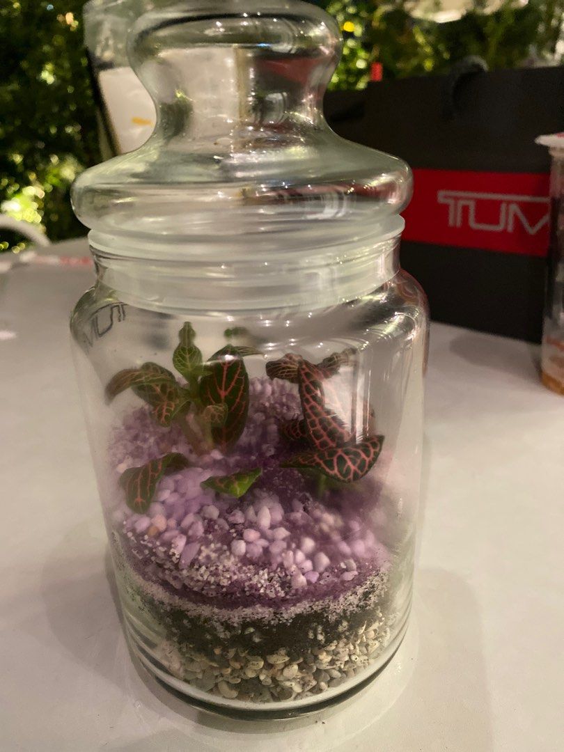 Terrarium (Real plant), Furniture & Home Living, Home Decor, Artificial ...
