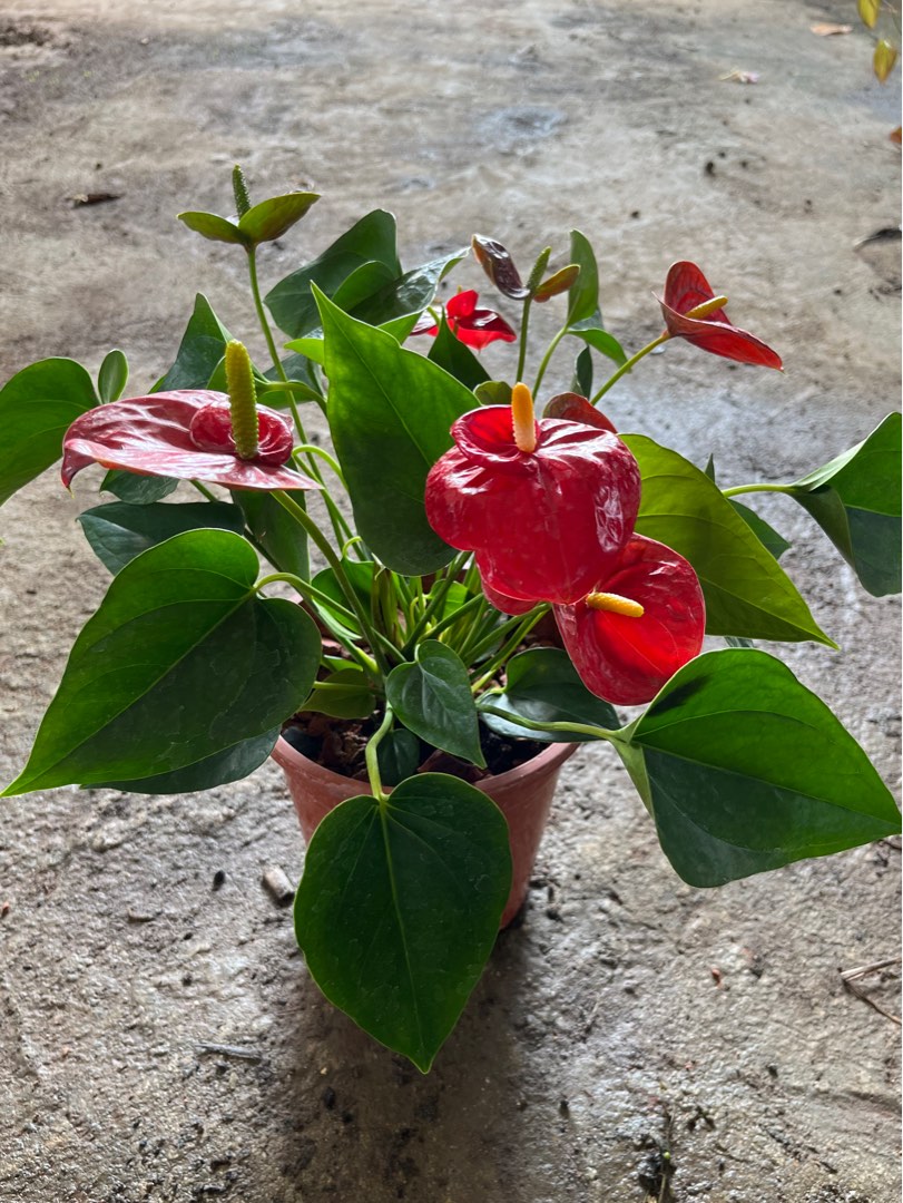 Anthurium, Furniture & Home Living, Gardening, Plants & Seeds on Carousell
