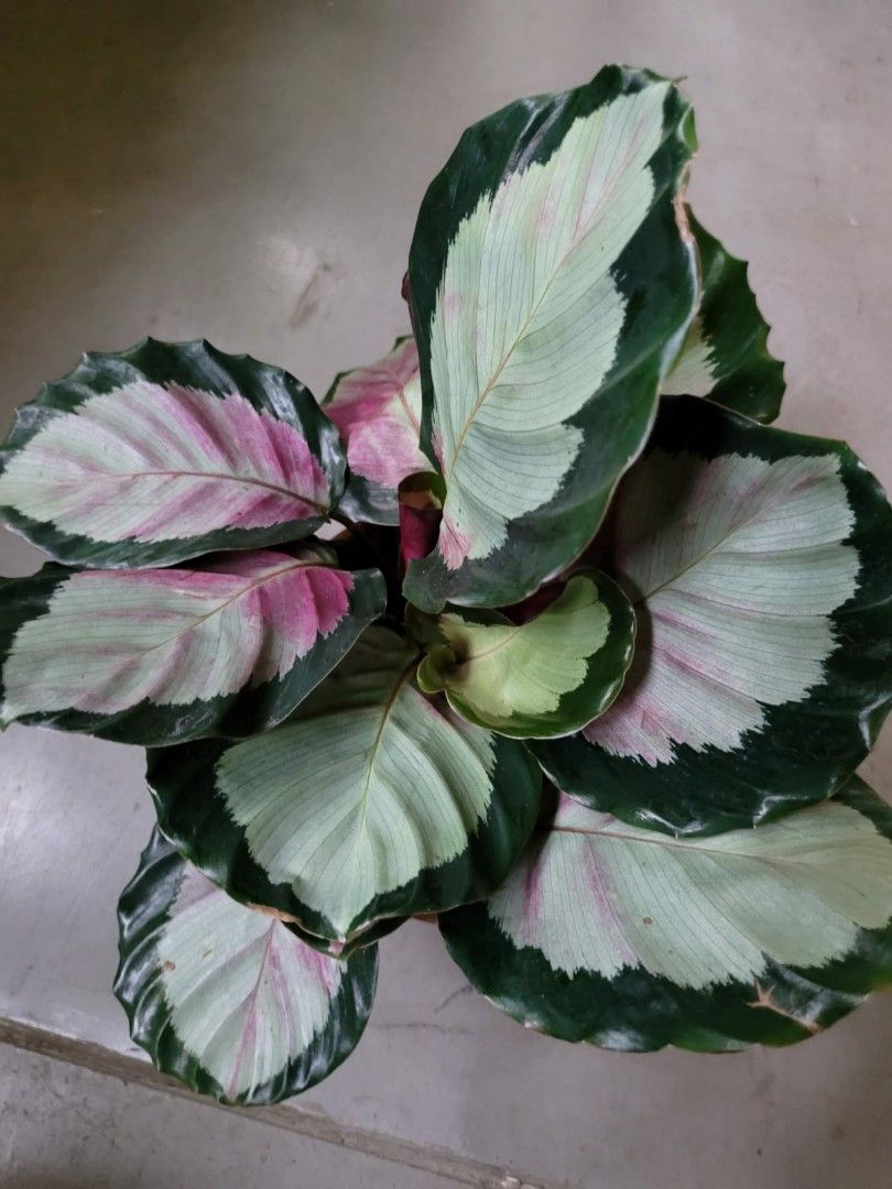 Calathea Roseopicta Rosy Silver Variegated Corona Bushy Healthy Happy ...