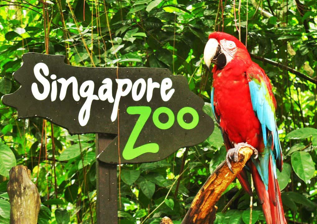CHEAP SINGAPORE ZOO TICKETS, Tickets & Vouchers, Local Attractions ...