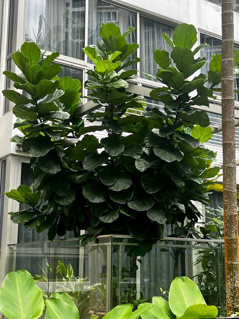 fiddle leaf fig tree 14-15ft (transport included), Furniture & Home ...