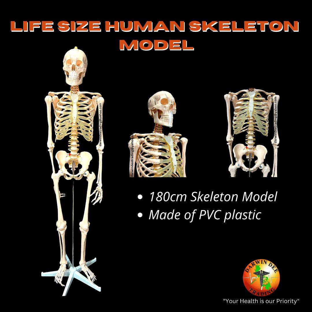 HUMAN SKELETON MODEL LIFE SIZE 85CM, Health & Nutrition, Medical ...