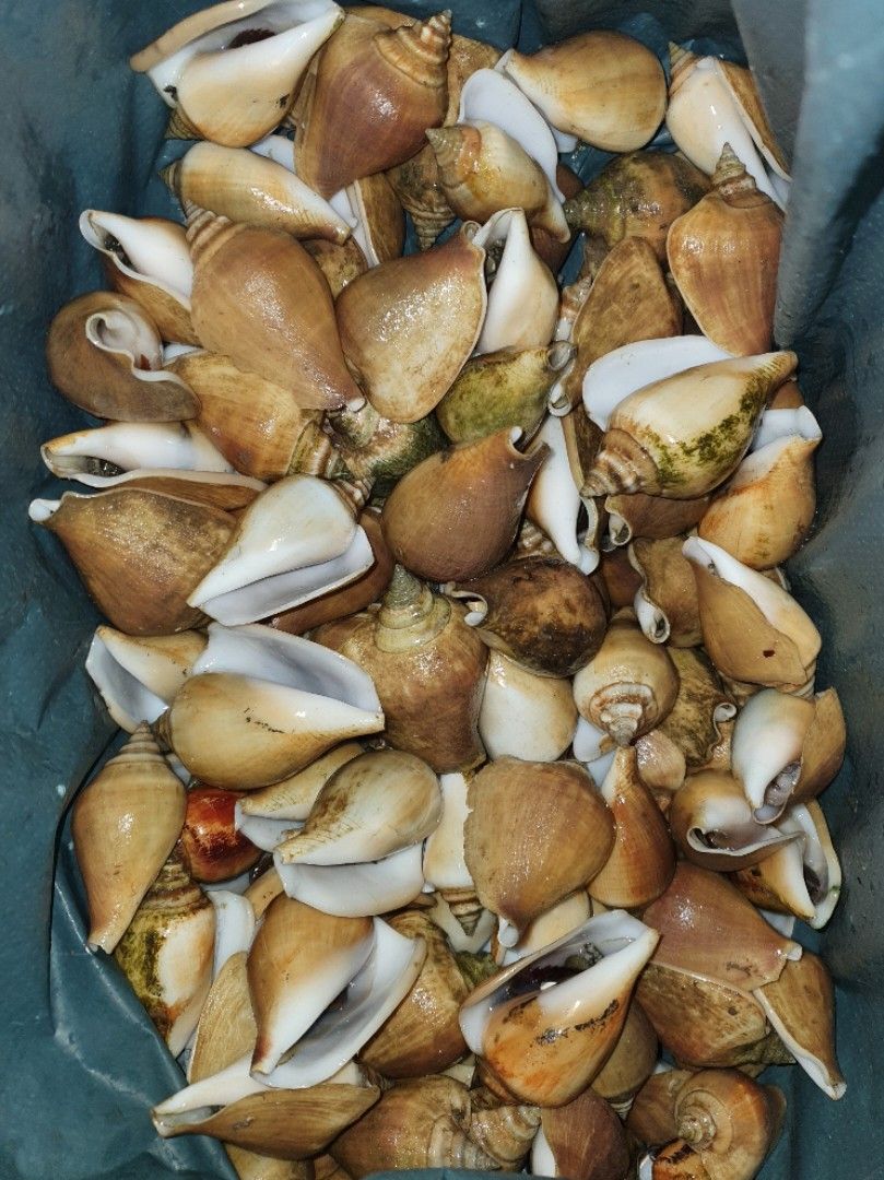 Lala, Gong Gong, Siput , Cockles Supply, Food & Drinks, Fresh Produce ...