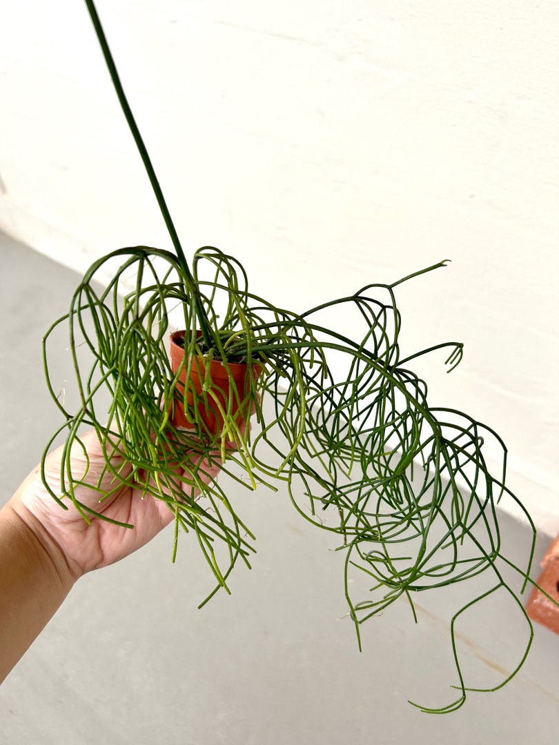 Mistletoe cactus (Rhipsalis baccifera), Furniture & Home Living ...