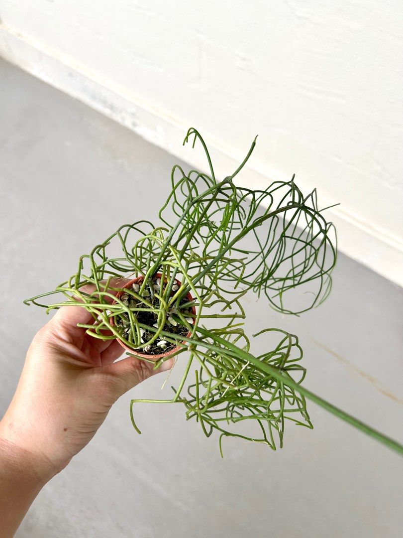 Mistletoe cactus (Rhipsalis baccifera), Furniture & Home Living ...