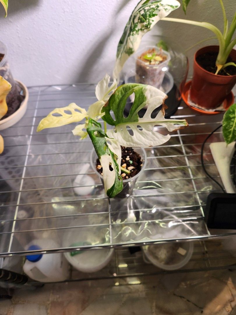 Monstera Adonsonii Variegated, Furniture & Home Living, Gardening ...