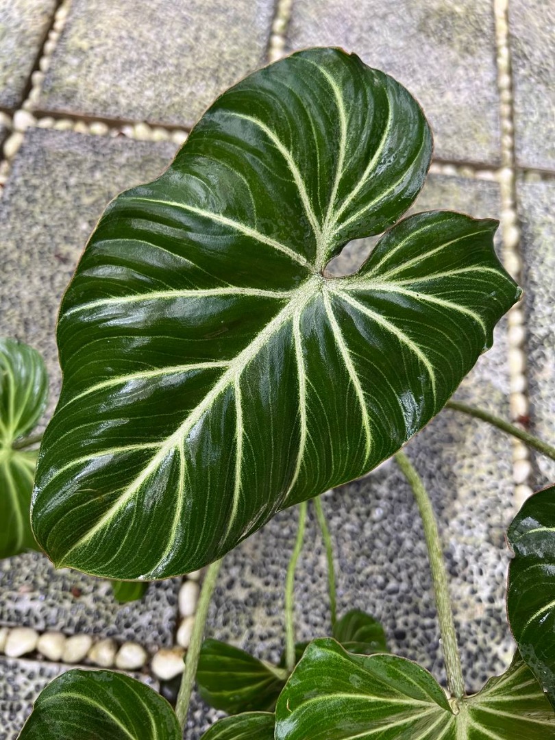 Philodendron Gloriosum Zebra, Furniture & Home Living, Gardening ...