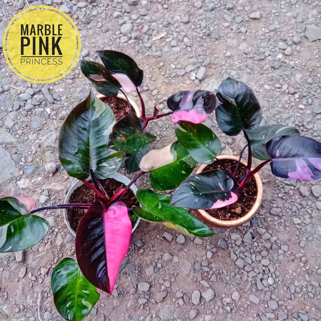 PiNK PRiNCESS PHiLO, Furniture & Home Living, Gardening, Plants & Seeds ...