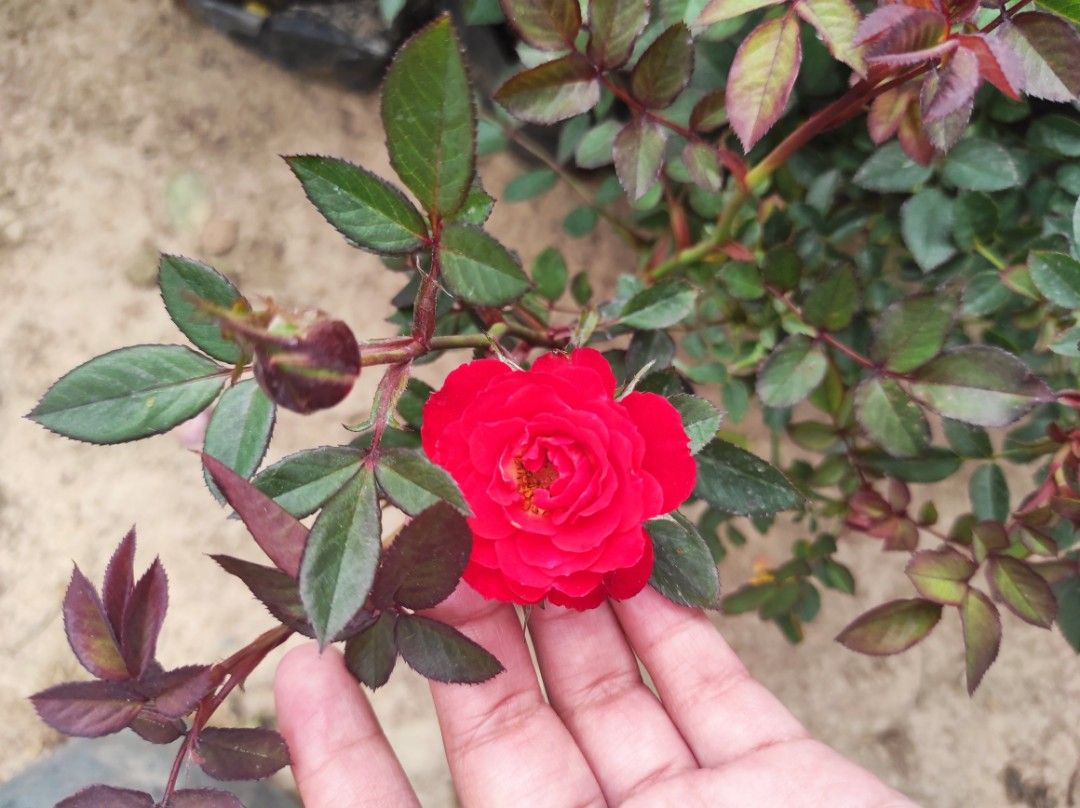 Pitimini Rose Plant, Furniture & Home Living, Gardening, Plants & Seeds ...