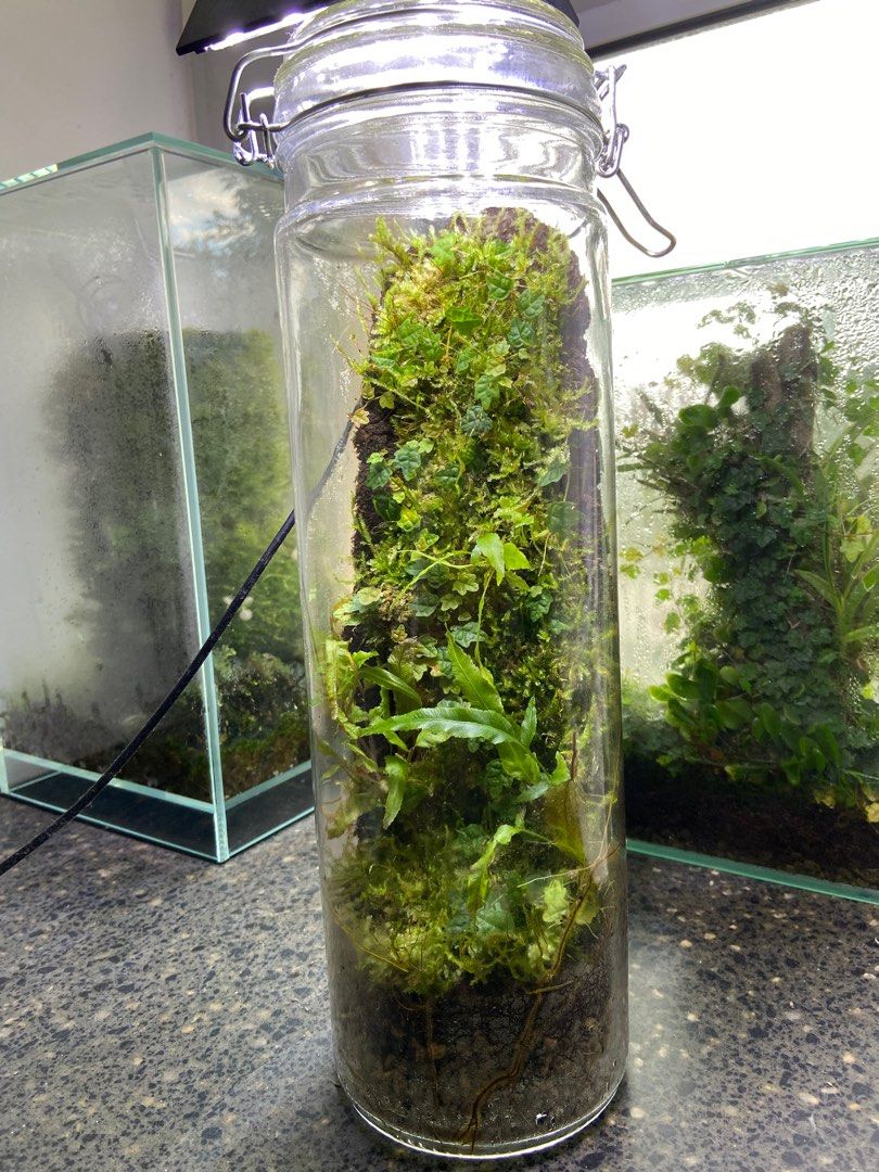 1ft height Living-wall Terrarium, Furniture & Home Living, Gardening ...