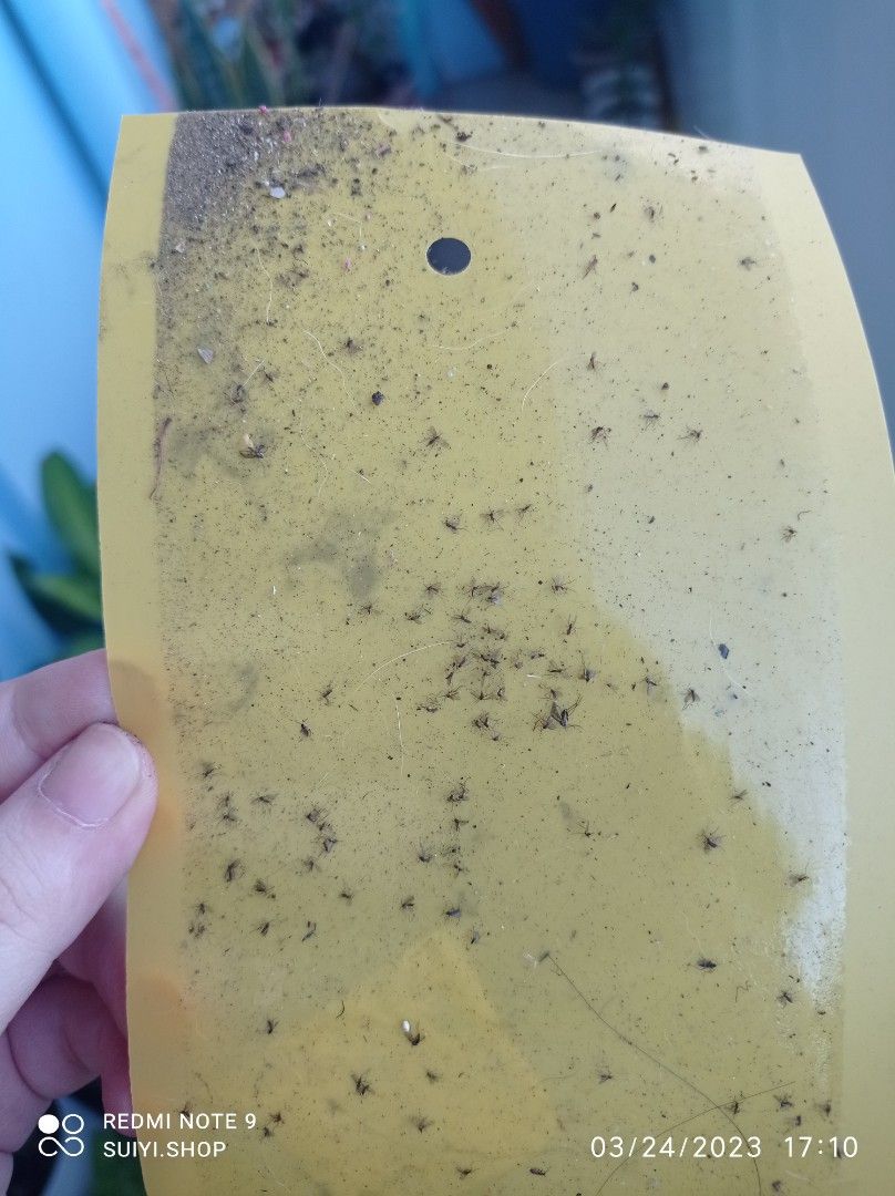 Yellow Sticky Trap Sheets for Garden, Furniture & Home Living ...