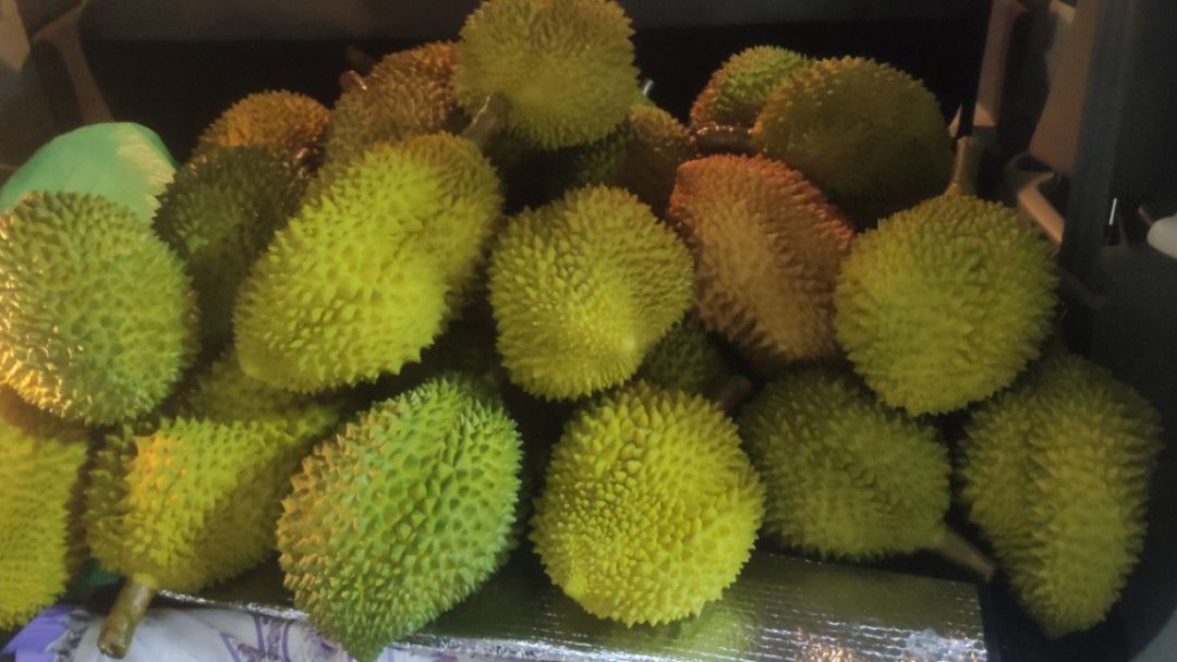 Artificial Durian Musang King Simulation Fruit Toy Buah Fake Palsu Rubber made Hadiah Gift Fake ...