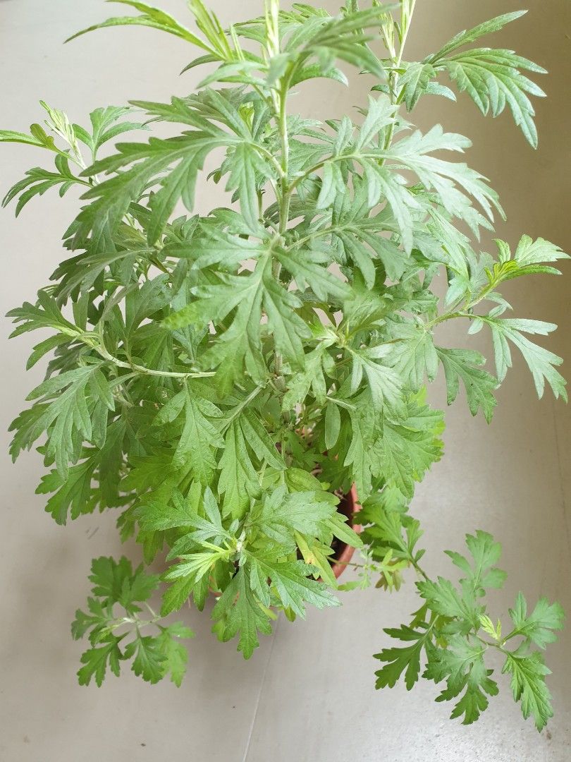 Artemisia Vulgaris Mugwort Felon herb Medicine Bushy Healthy Happy ...