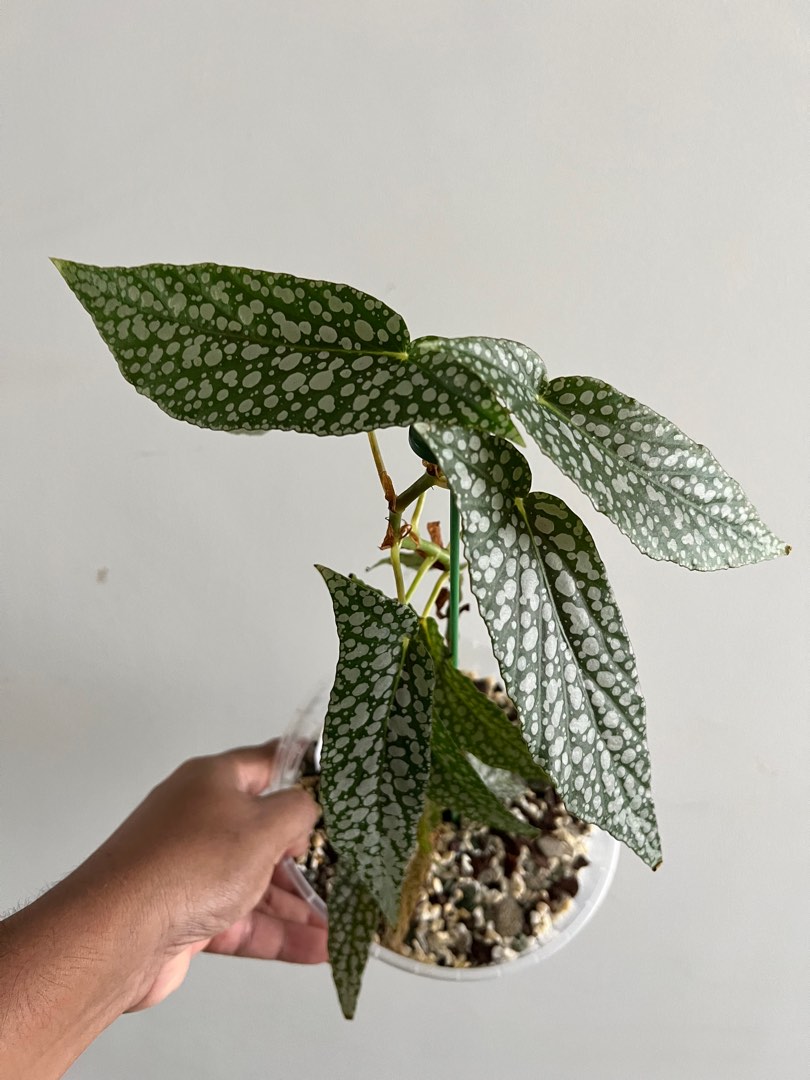 Begonia White Ice, Furniture & Home Living, Gardening, Plants & Seeds ...