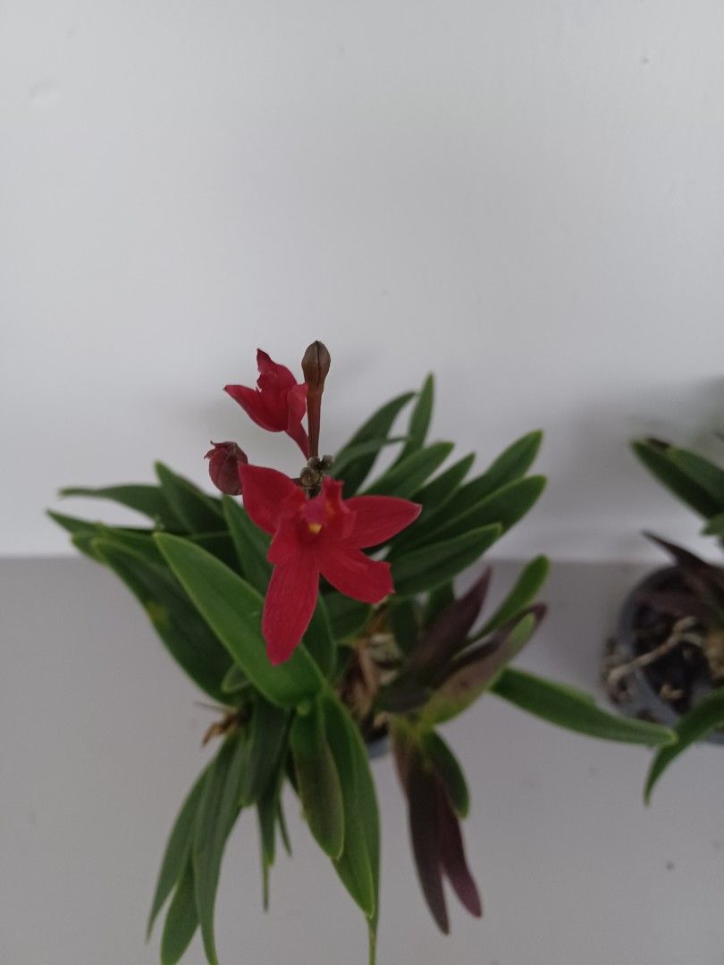 BLOOMING - Epidendrum Orchid plant - Red and Purple Orchid - gift ...