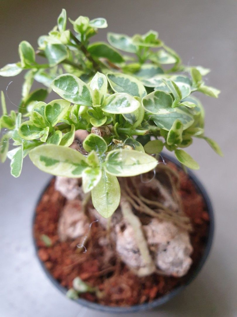 Bonsai Mini with rock Serissa Japonica Snowrose Aurea Gold Variegated ...