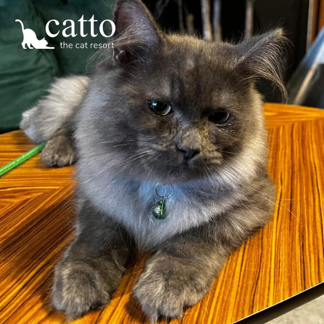 Catto Resort - the cat resort, Pet Supplies, Health & Grooming on Carousell
