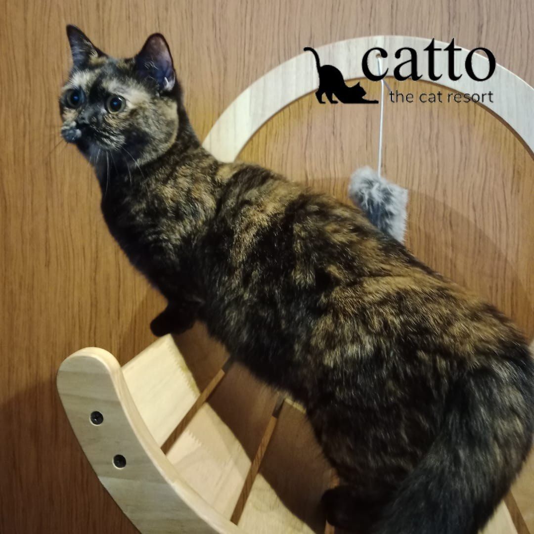 Catto Resort - the cat resort, Pet Supplies, Health & Grooming on Carousell