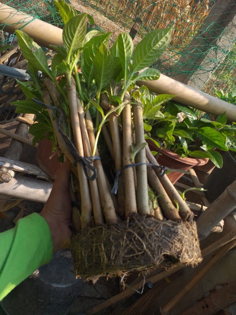 Cheap Leaf-meal Madre de Agua Rooted, Furniture & Home Living ...