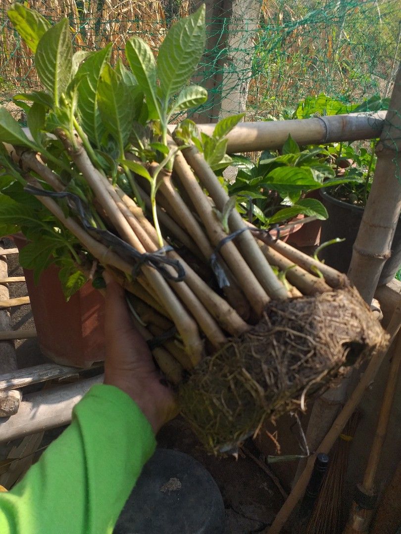 Cheap Leaf-meal Madre de Agua Rooted, Furniture & Home Living ...