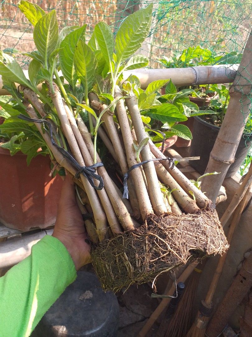 Cheap Leaf-meal Madre de Agua Rooted, Furniture & Home Living ...