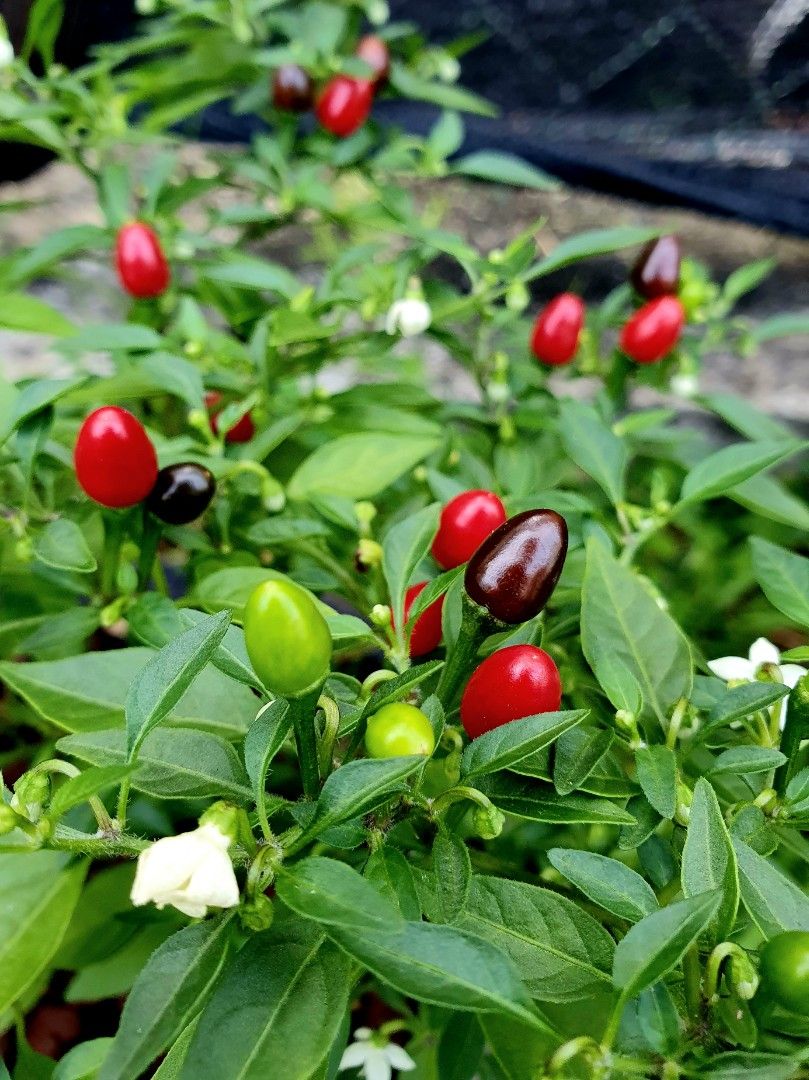 Bird's Eye Baby chilli (10+ seeds), Furniture & Home Living, Gardening ...