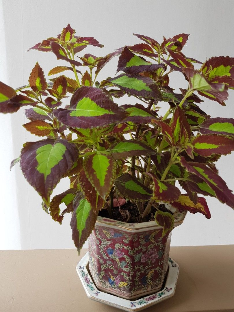 Choc mint Coleus, Furniture & Home Living, Gardening, Plants & Seeds on ...