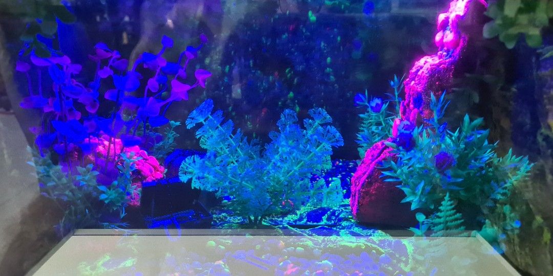 Hologram 3D Aquarium, Pet Supplies, Homes & Other Pet Accessories on ...