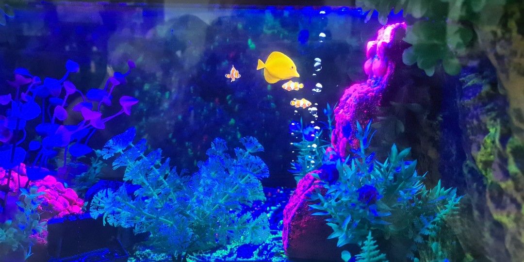 Hologram 3D Aquarium, Pet Supplies, Homes & Other Pet Accessories on ...
