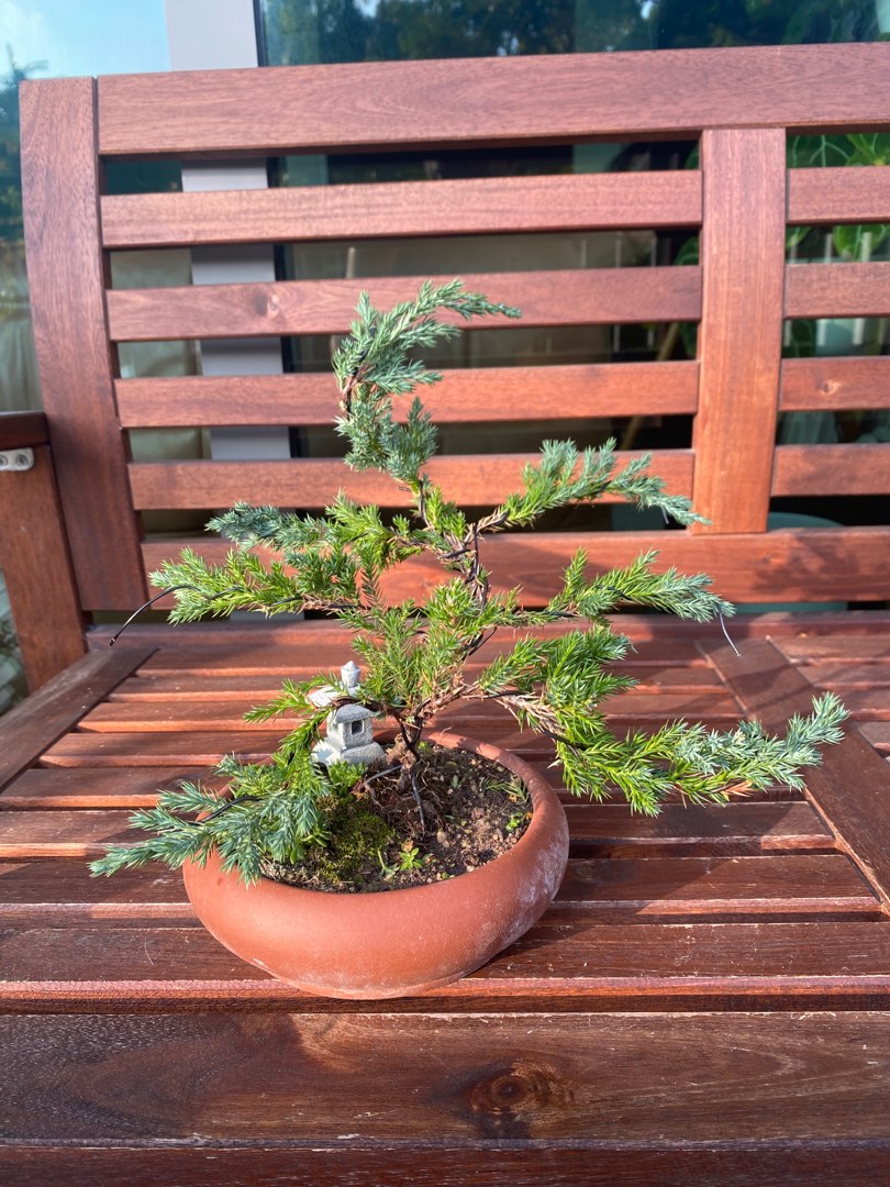 Mini Juniper Juniperus Chinensis Bonsai pine # 8, Furniture & Home ...