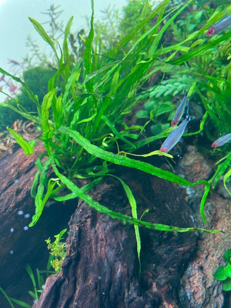 Needle fern clump - Aquatic, Furniture & Home Living, Gardening, Plants ...