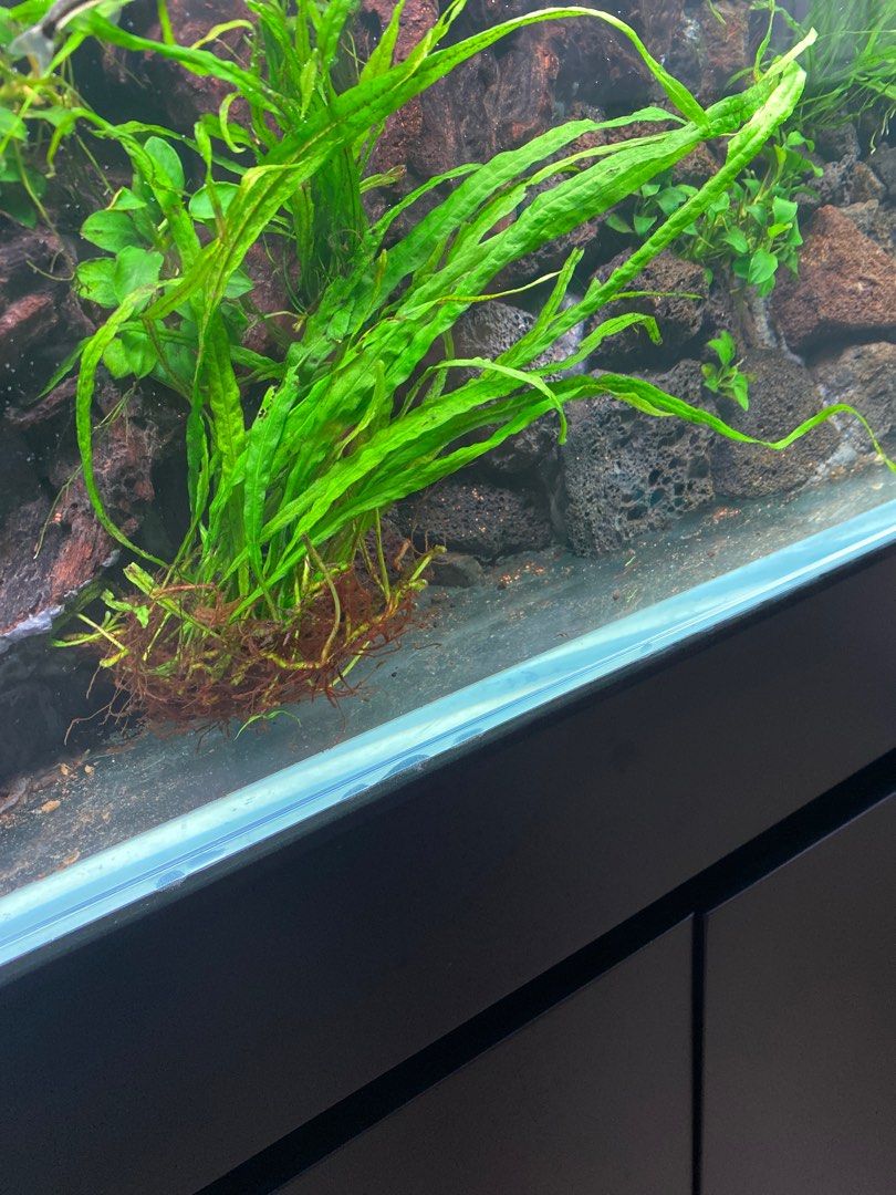 Needle fern clump - Aquatic, Furniture & Home Living, Gardening, Plants ...