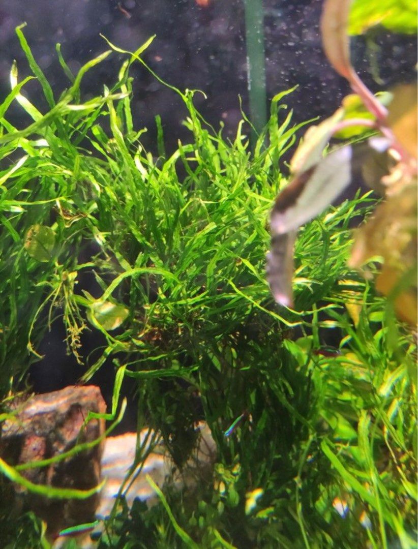 Needle fern clump - Aquatic, Furniture & Home Living, Gardening, Plants ...