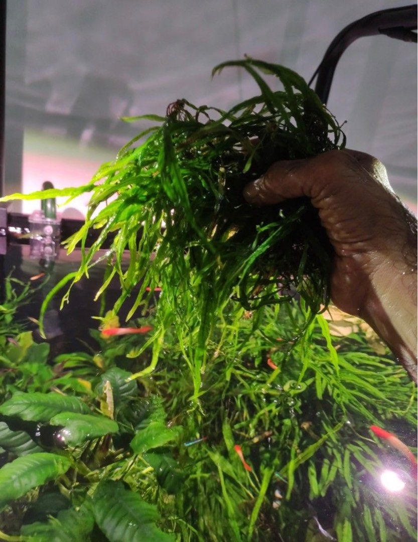 Needle fern clump - Aquatic, Furniture & Home Living, Gardening, Plants ...