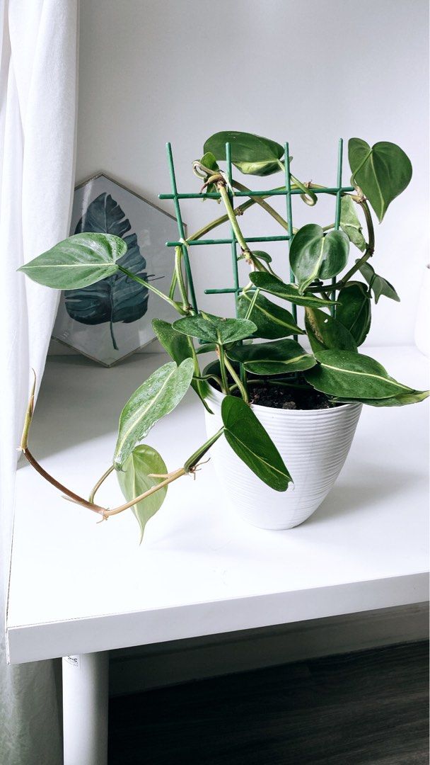 Philodendron Brazil Philo Cream Splash Real Plant, Furniture & Home ...