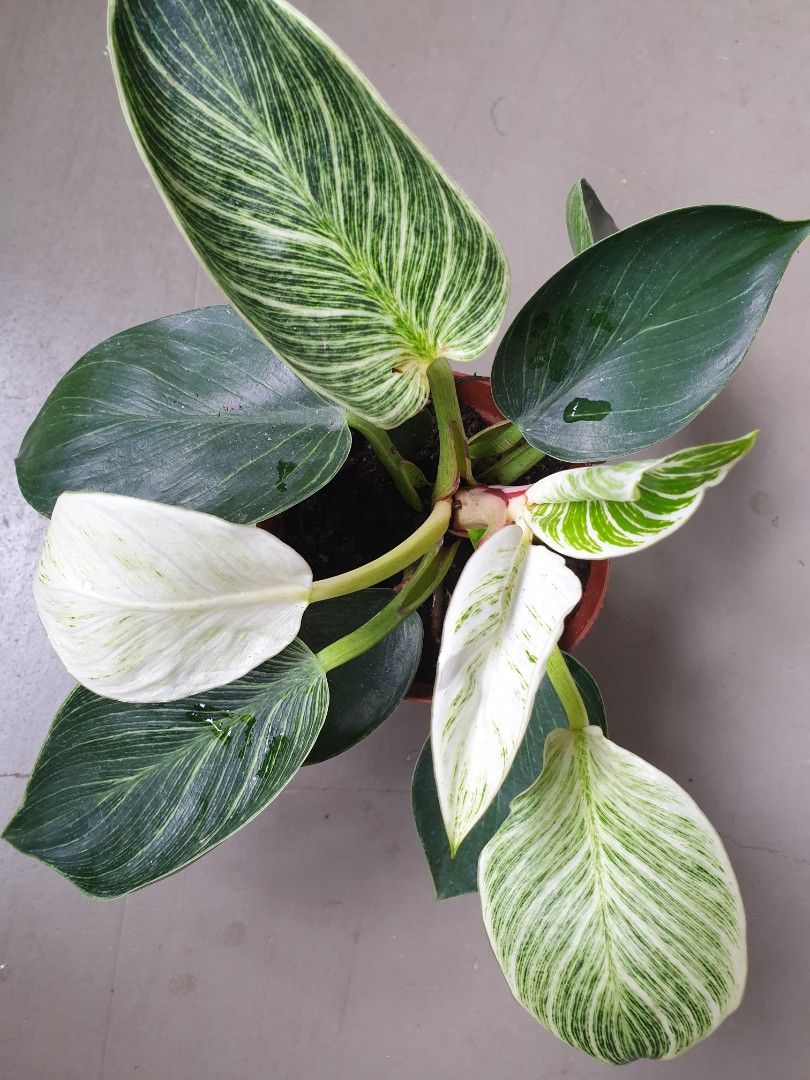 Philodendron Birkin Albo Variegated Bushy Healthy Happy Plant ...