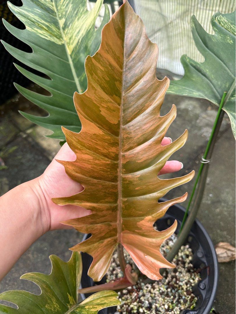 Philodendron Caramel Marble, Furniture & Home Living, Gardening, Plants ...