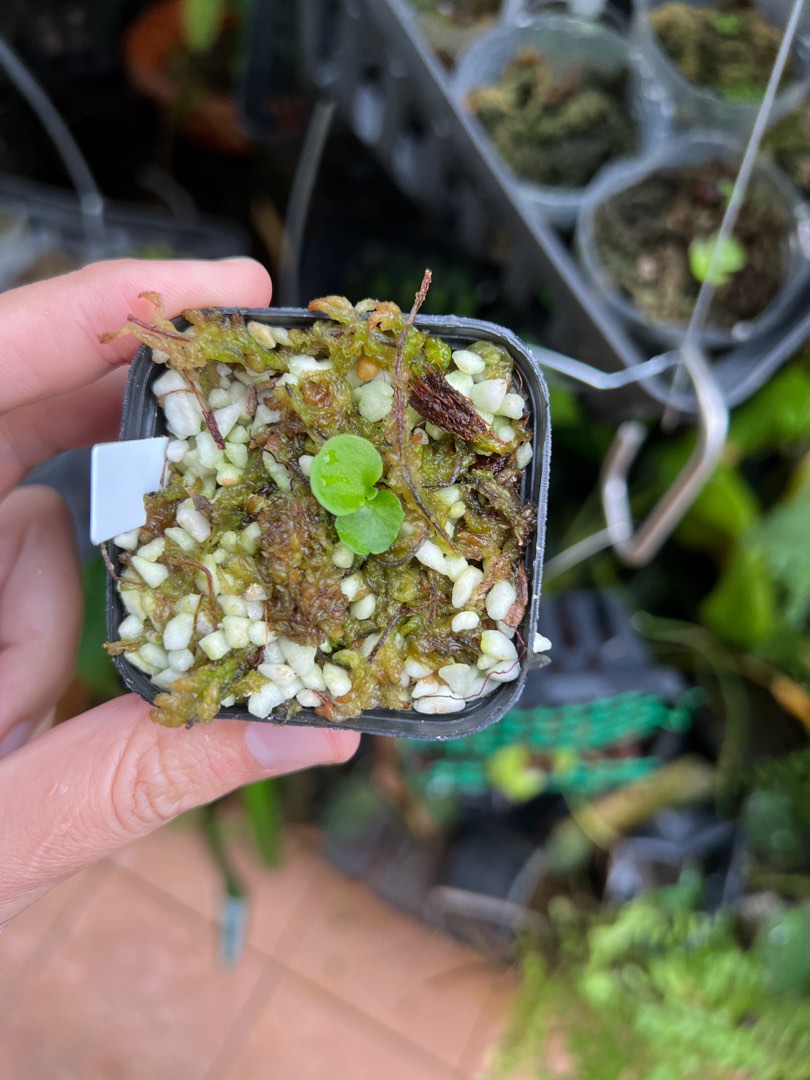 Platycerium Ridleyi “Swirl” | Staghorn fern, Furniture & Home Living ...