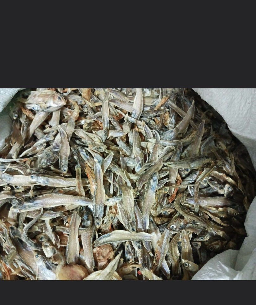 Unsalted danggit and donpilas from Mariveles bataan, Food & Drinks ...