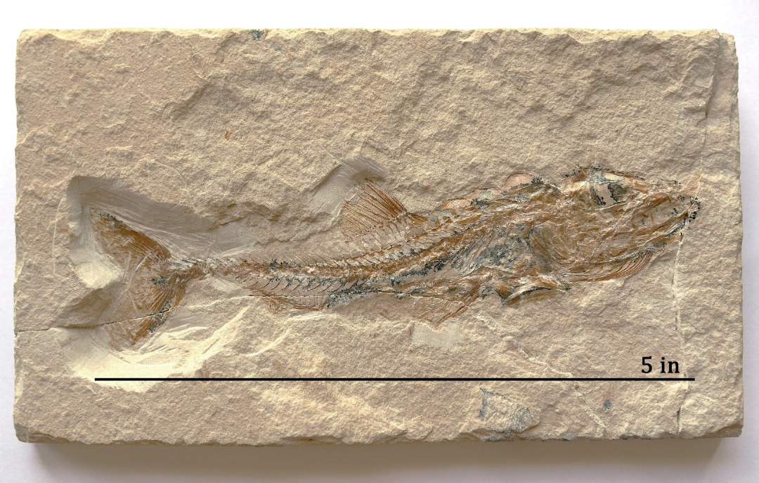 Viper fish fossil from age of dinosaurs, Hobbies & Toys, Memorabilia ...