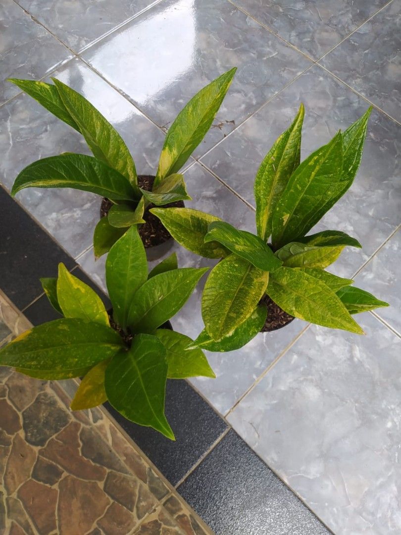 Anthurium jemani cobra varigata, Perkebunan di Carousell