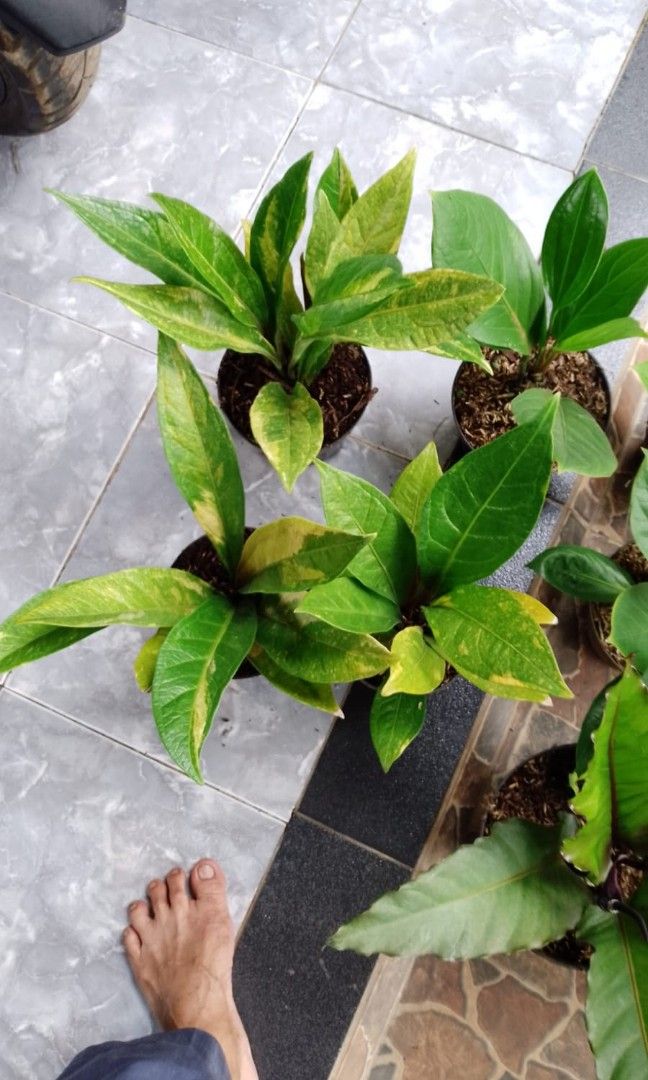 Anthurium jemani cobra varigata, Perkebunan di Carousell