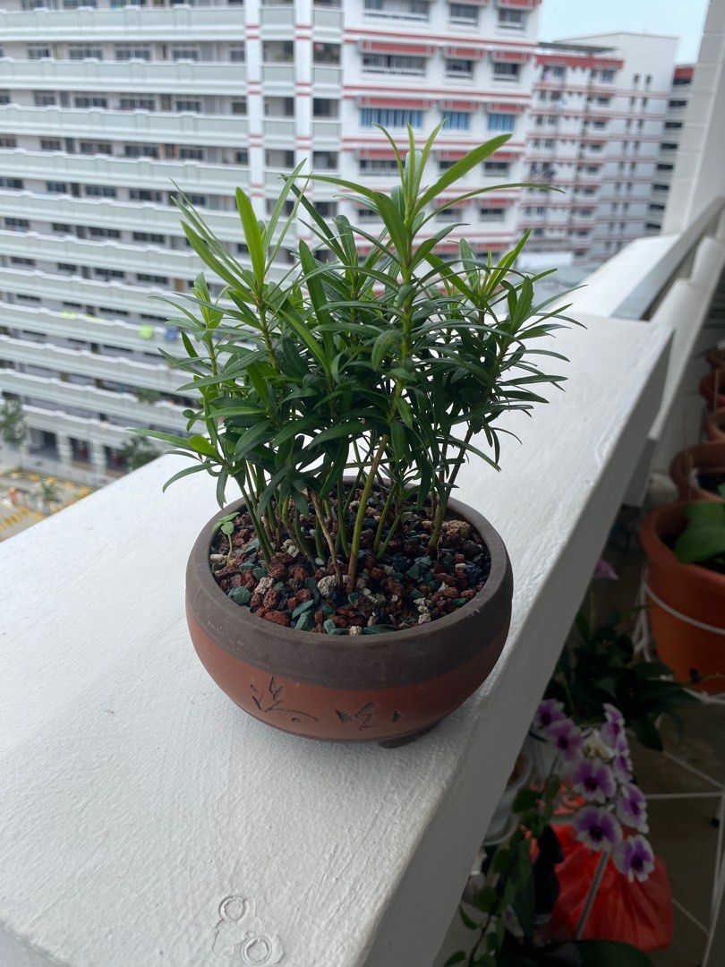 Bonsai Lou Han Song Podocarpus, Furniture & Home Living, Gardening ...