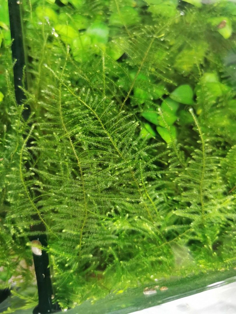 Christmas Moss aquarium plant, Furniture & Home Living, Gardening ...