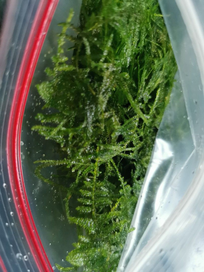 Christmas Moss aquarium plant, Furniture & Home Living, Gardening ...