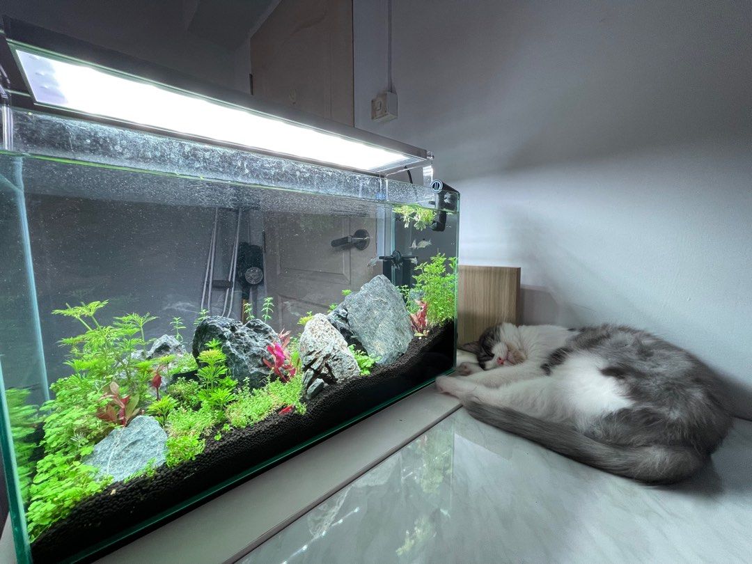 Full Fish Tank Setup, Pet Supplies, Homes & Other Pet Accessories on ...