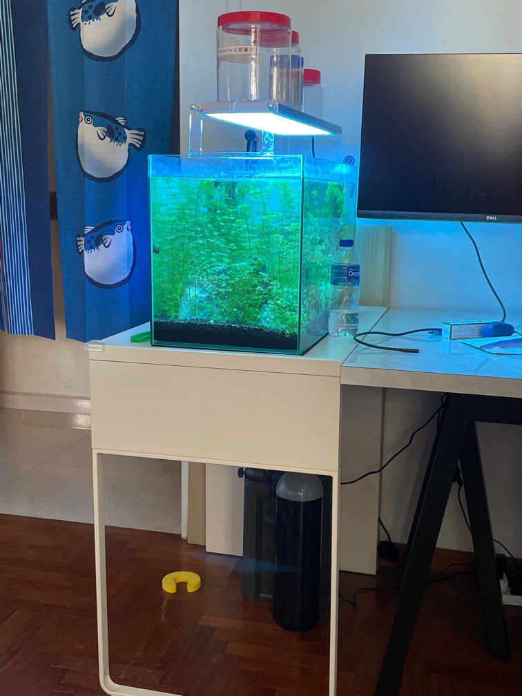 Full Fish Tank Setup, Pet Supplies, Homes & Other Pet Accessories on ...