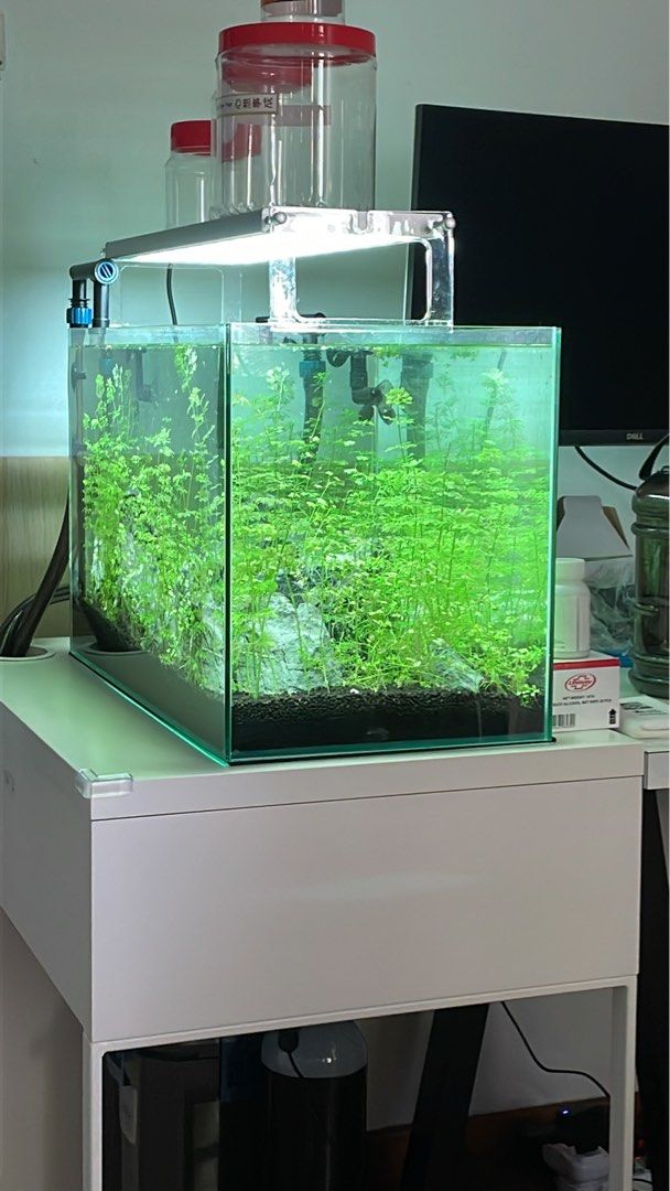 Full Fish Tank Setup, Pet Supplies, Homes & Other Pet Accessories on ...